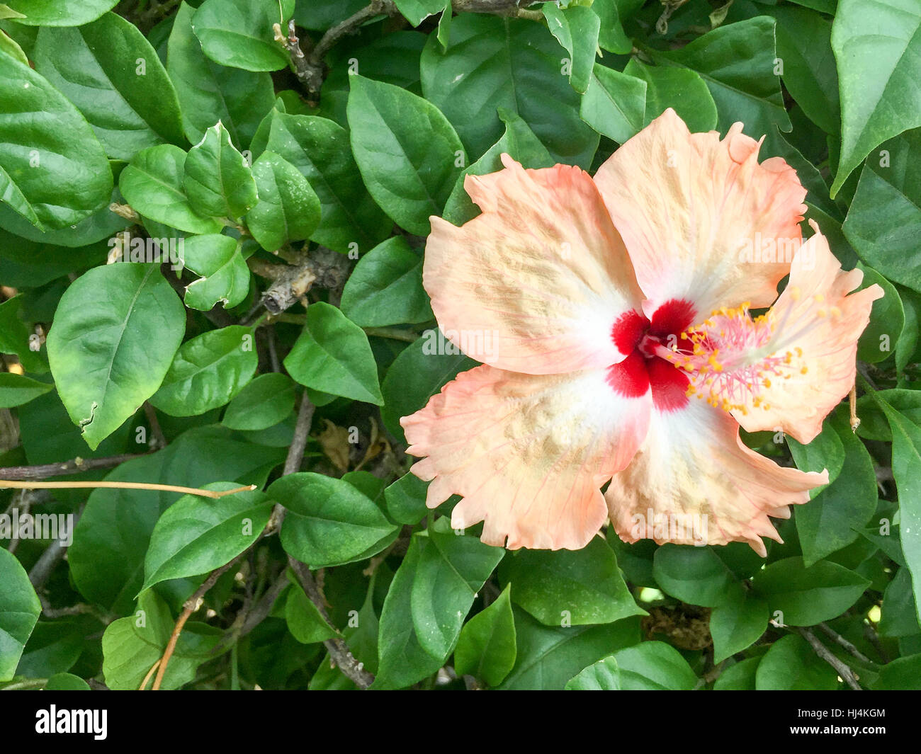 A hibiscus flower.Hibiscus is Malaysia's national flower where it's ...