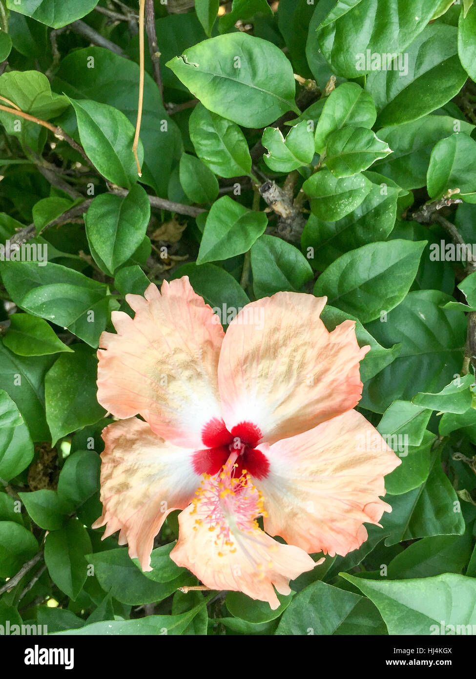 A hibiscus flower.Hibiscus is Malaysia's national flower where it's ...