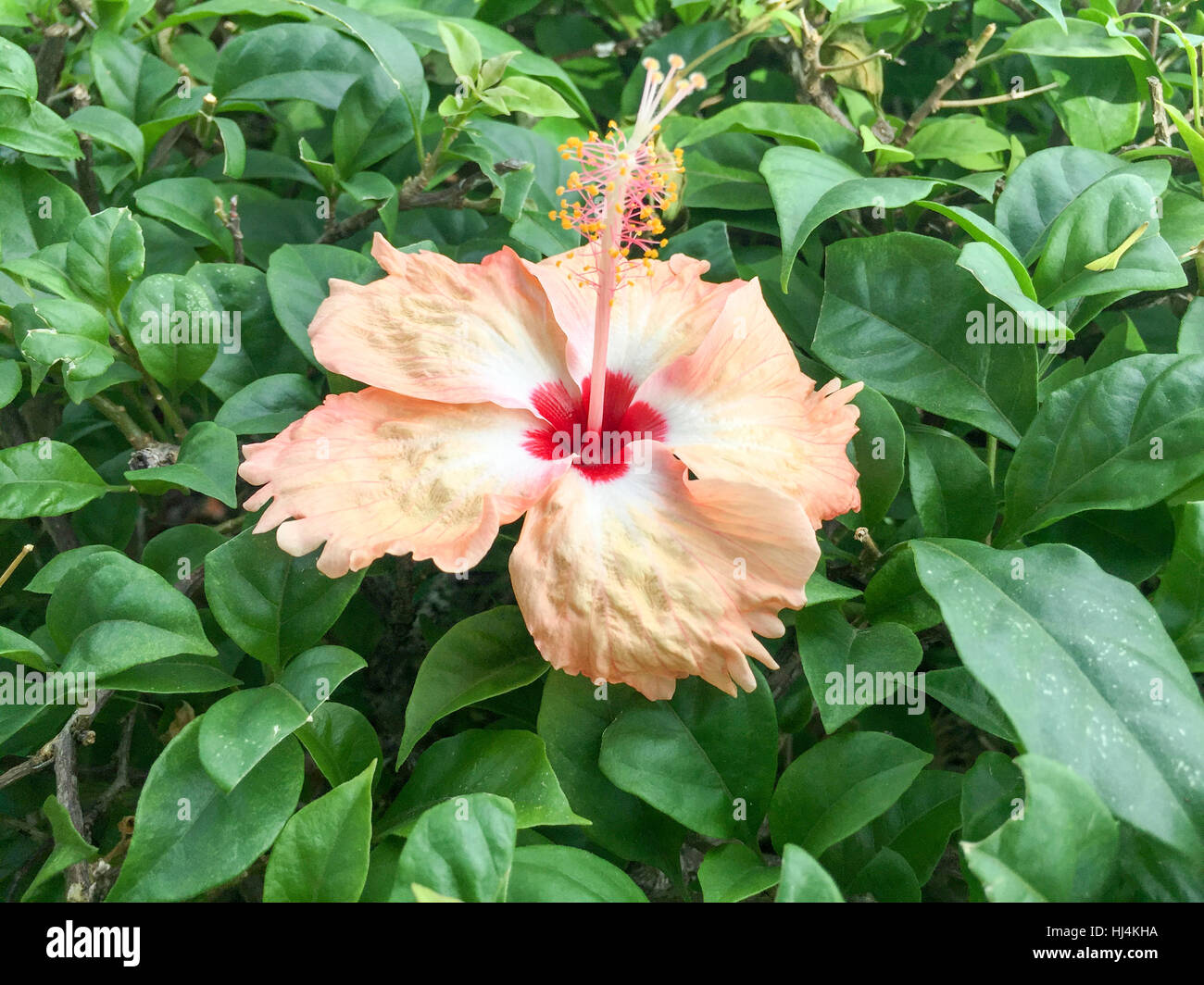 A hibiscus flower.Hibiscus is Malaysia's national flower where it's ...