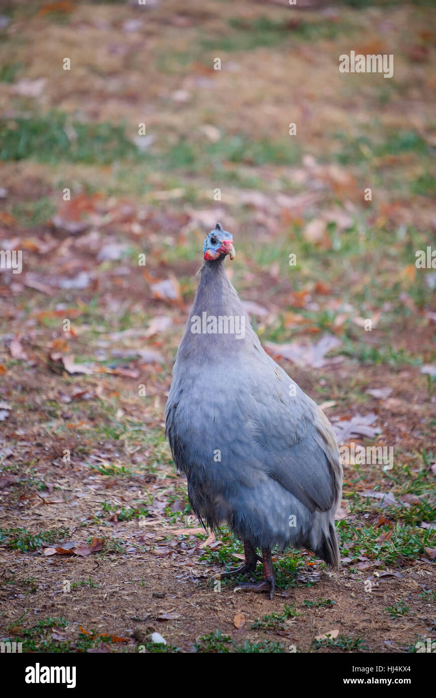 Fowl bird hi-res stock photography and images - Alamy