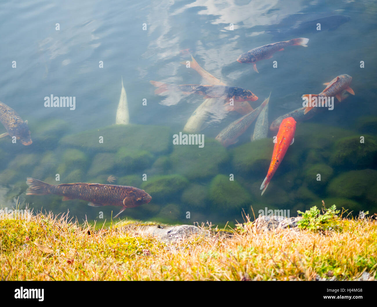 Fancy carp in Zen garden swamp in Japan Stock Photo - Alamy