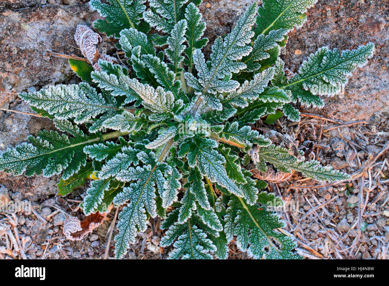Frost plant hi-res stock photography and images - Alamy