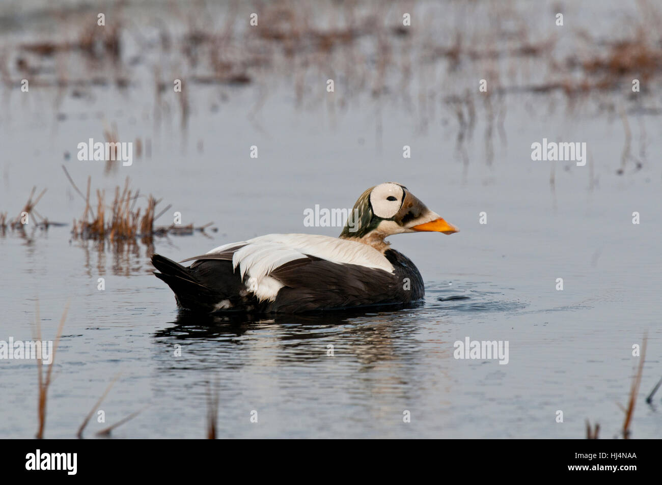 drake spectacled eider (Somateria fischeri) on tundra pond near Barrow ...