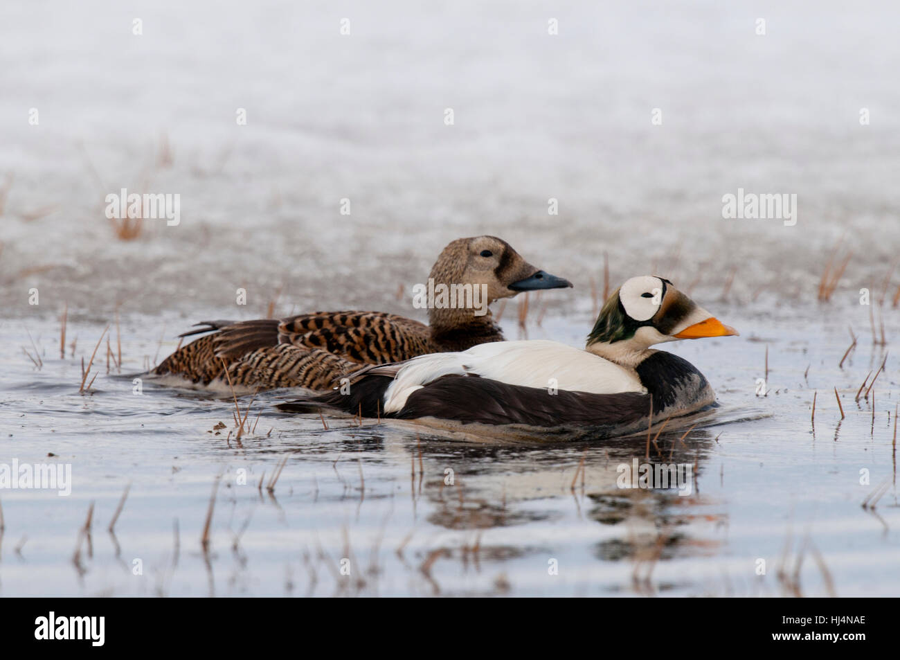 Threatened spectacled eiders hi-res stock photography and images - Alamy
