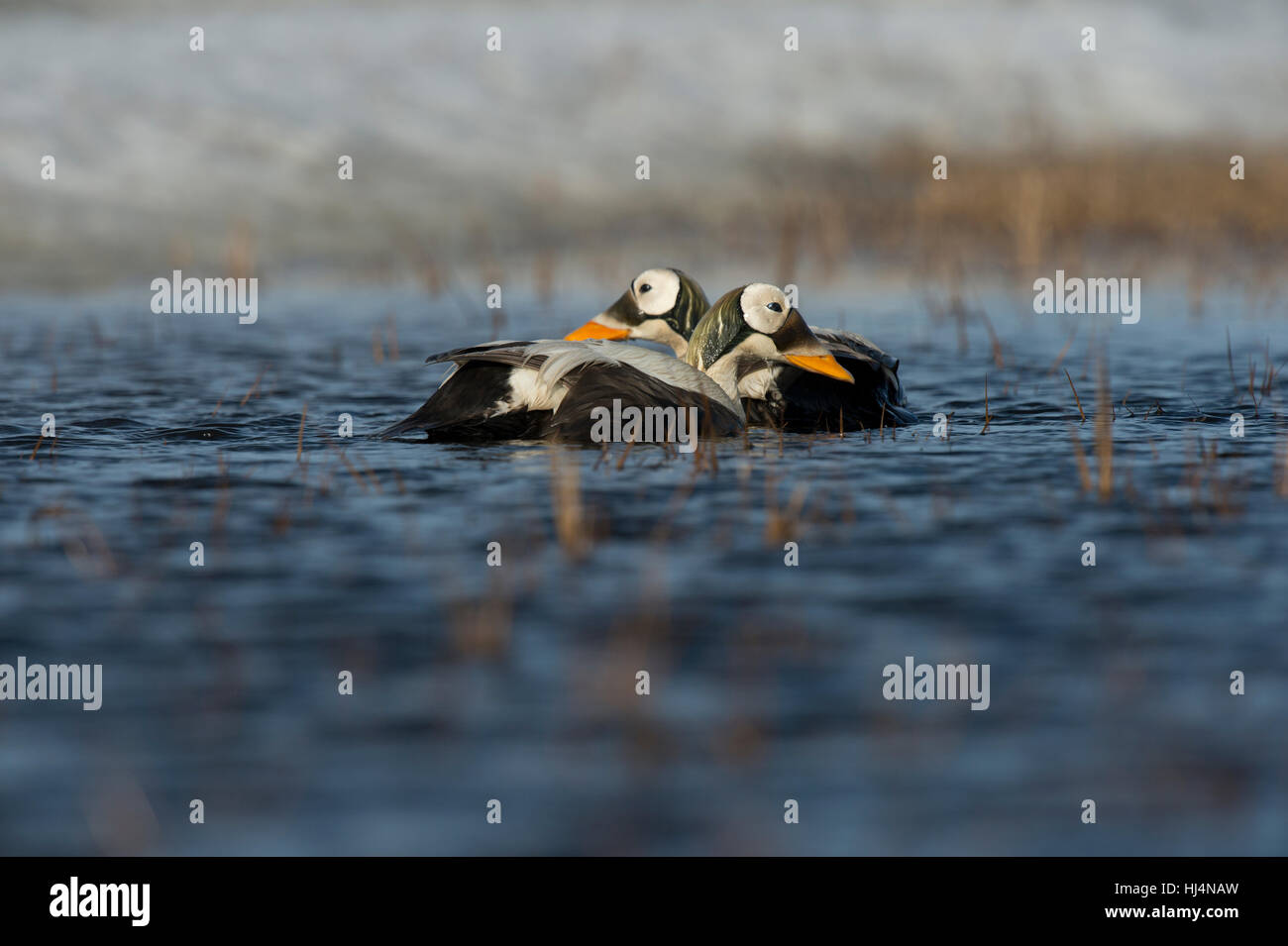 drake spectacled eiders (Somateria fischeri) on tundra pond near Barrow ...