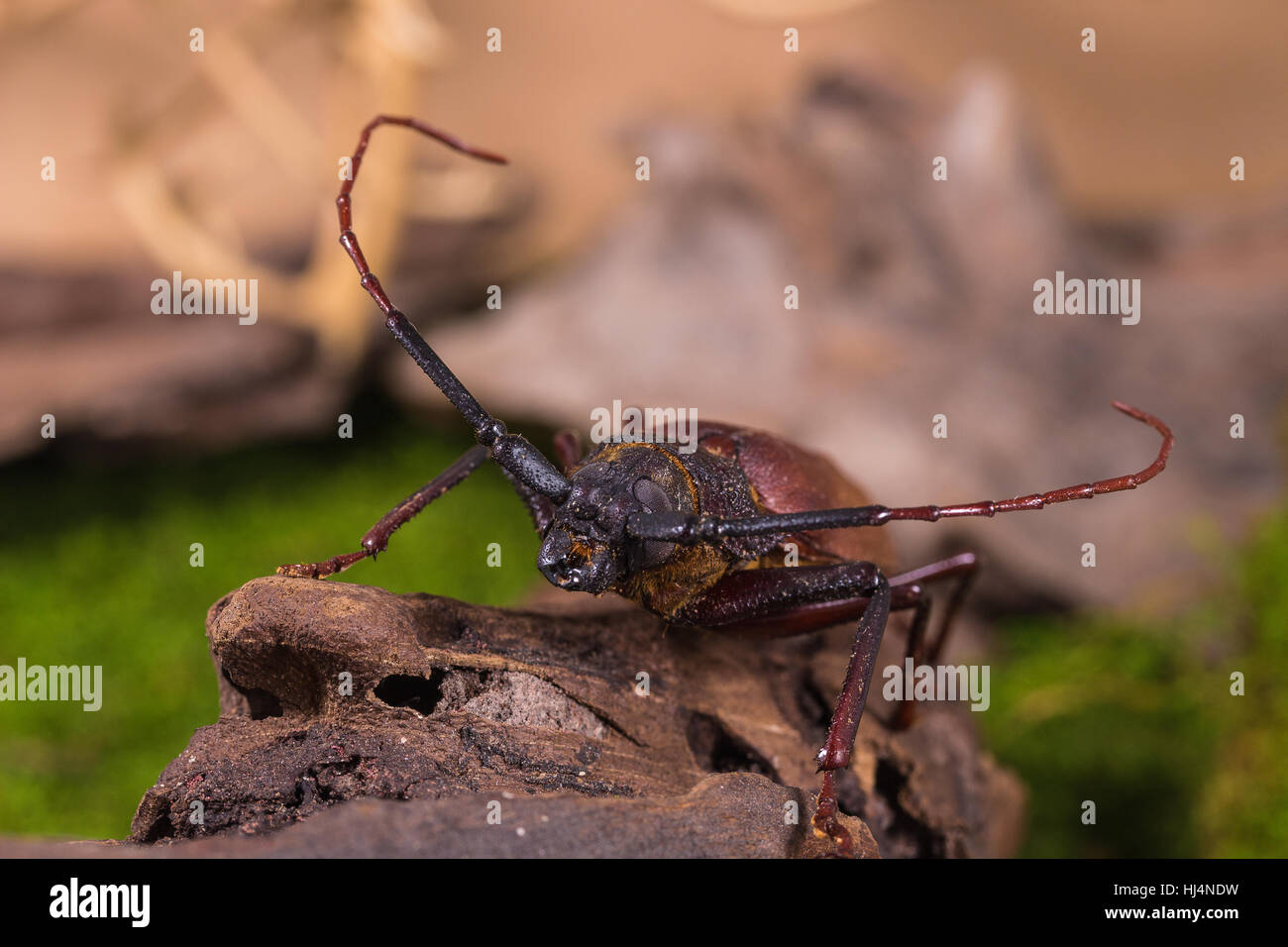 Longhorn beetle (Rhaphipodus fetalis), Beetle on the wood and green ...