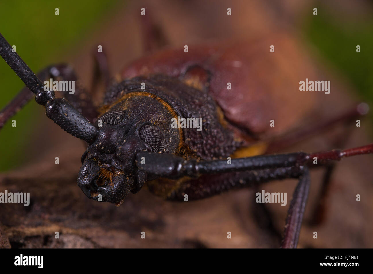 Longhorn beetle (Rhaphipodus fetalis), Beetle on the wood and green ...