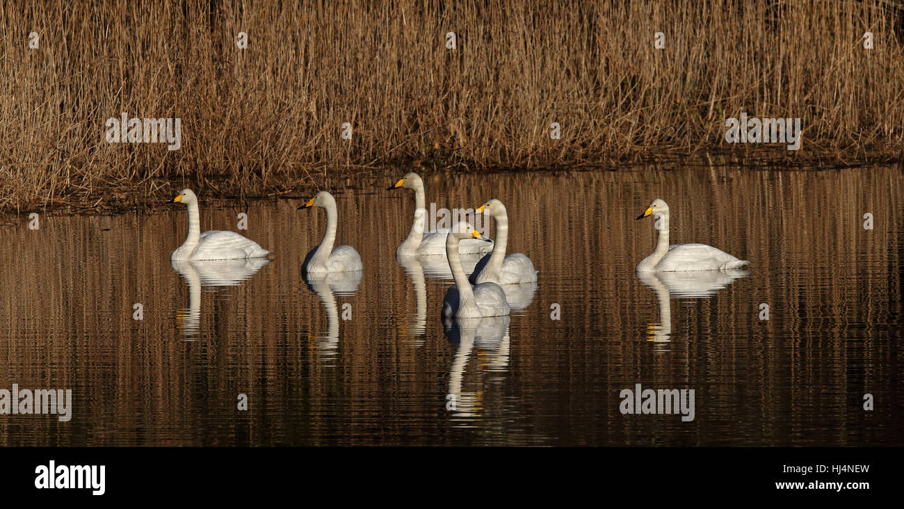Flock of Whooper swans (Cygnus cygnus), swimming. Reeds in background ...