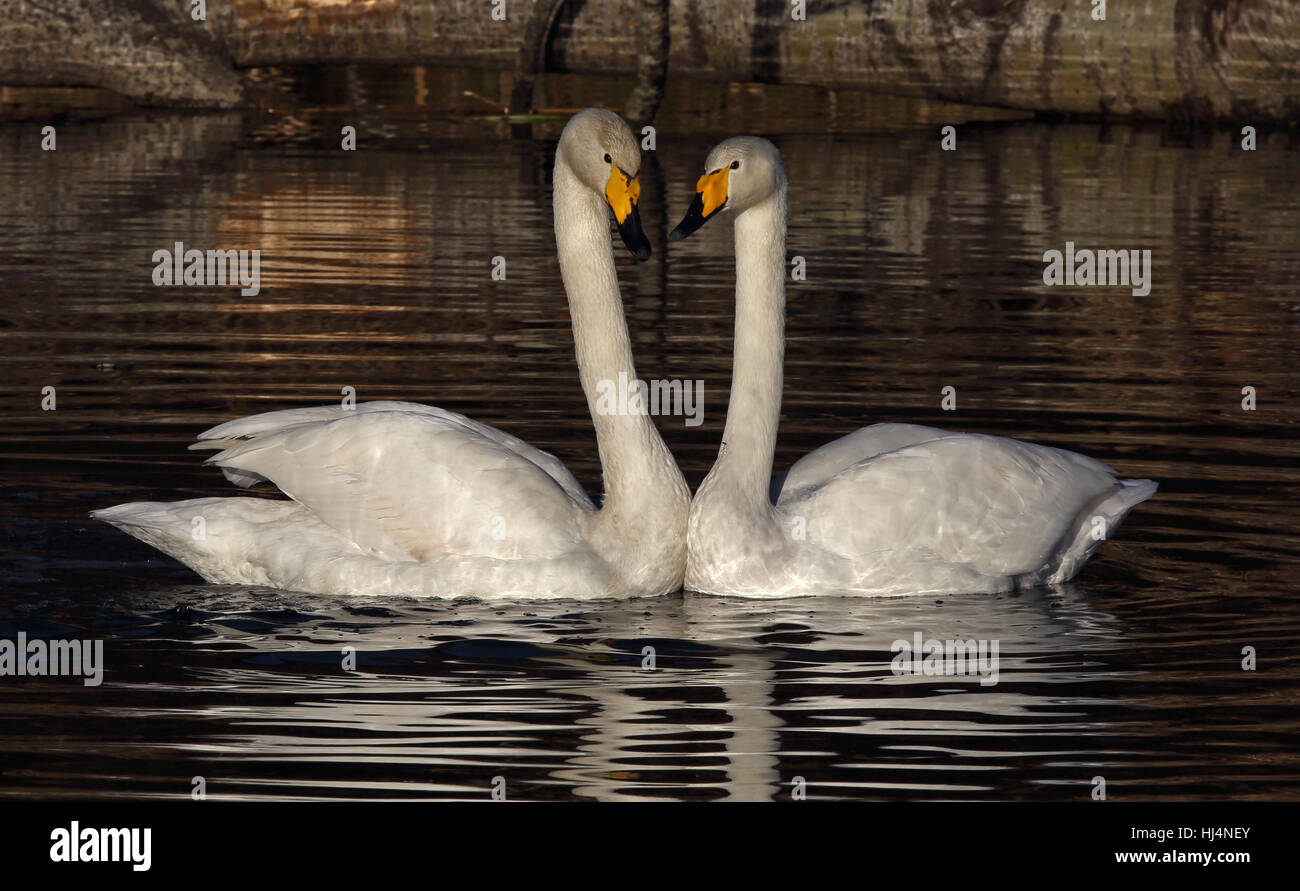 Pair of Whooper swans (Cygnus cygnus), mating ceremonies Stock Photo ...