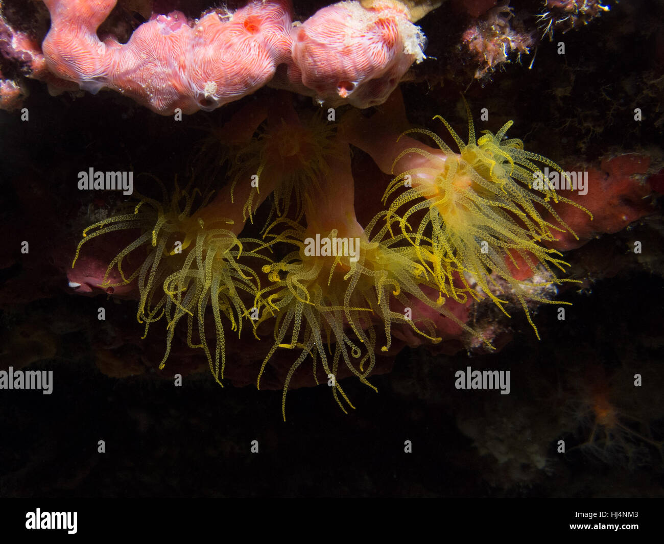 Colourful sun coral with tentacles opened Stock Photo - Alamy