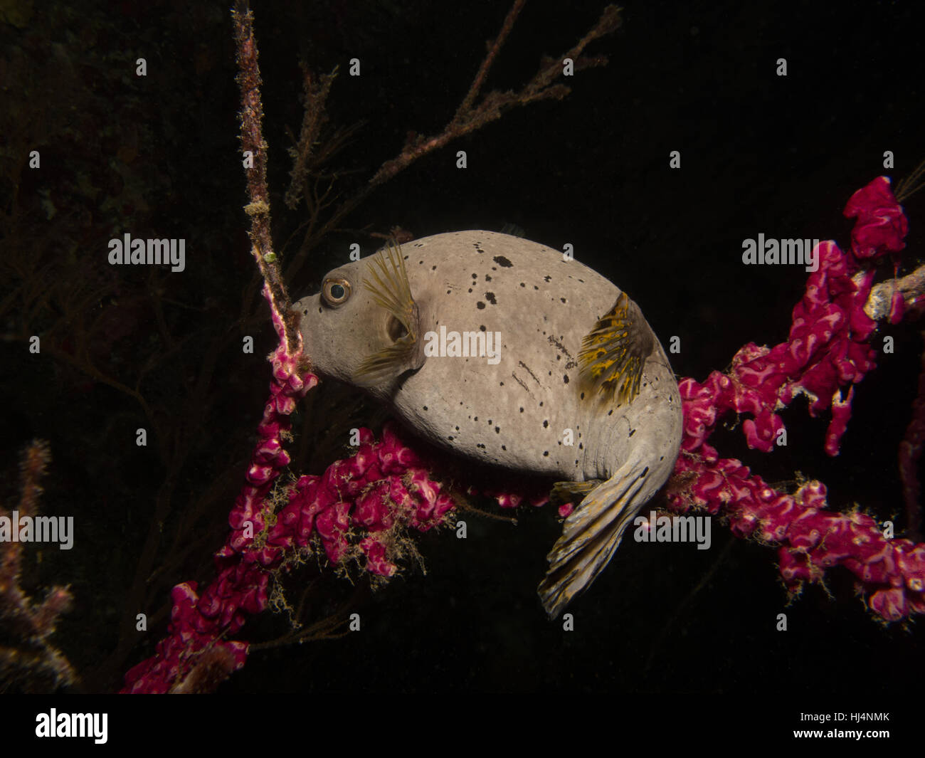 Puffer fish resting on a coral branch with colourful algae Stock Photo ...