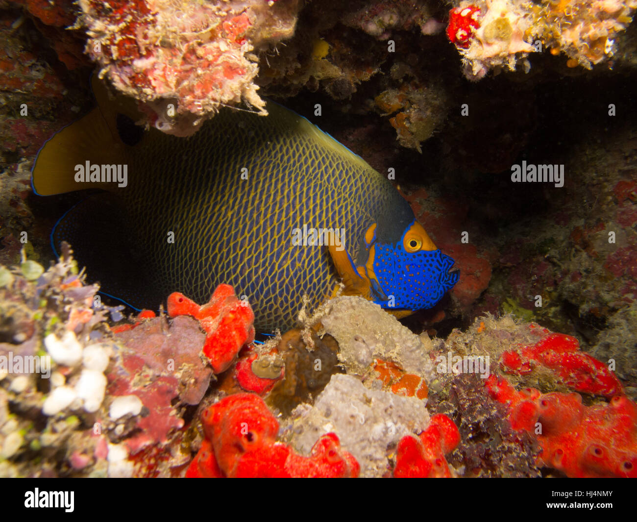 Angel fish hi-res stock photography and images - Alamy