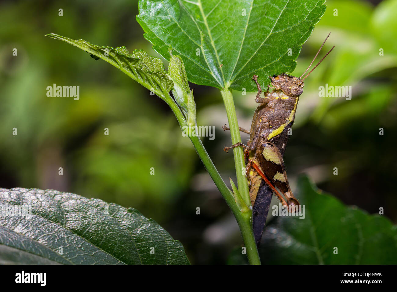 Bug camouflage hi-res stock photography and images - Alamy