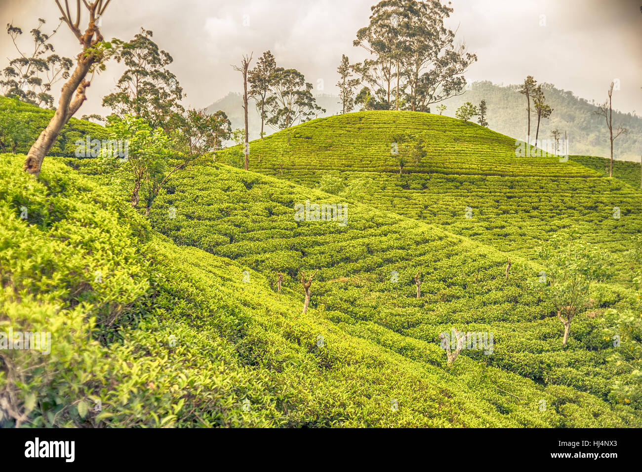 Sri Lanka: highland Ceylon tea fields in Ella Stock Photo - Alamy