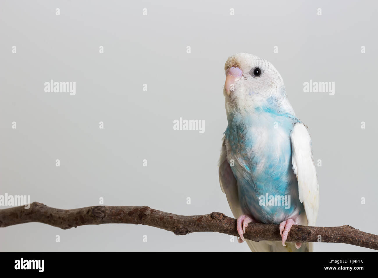 Little Cute Budgerigar on the branch Stock Photo - Alamy