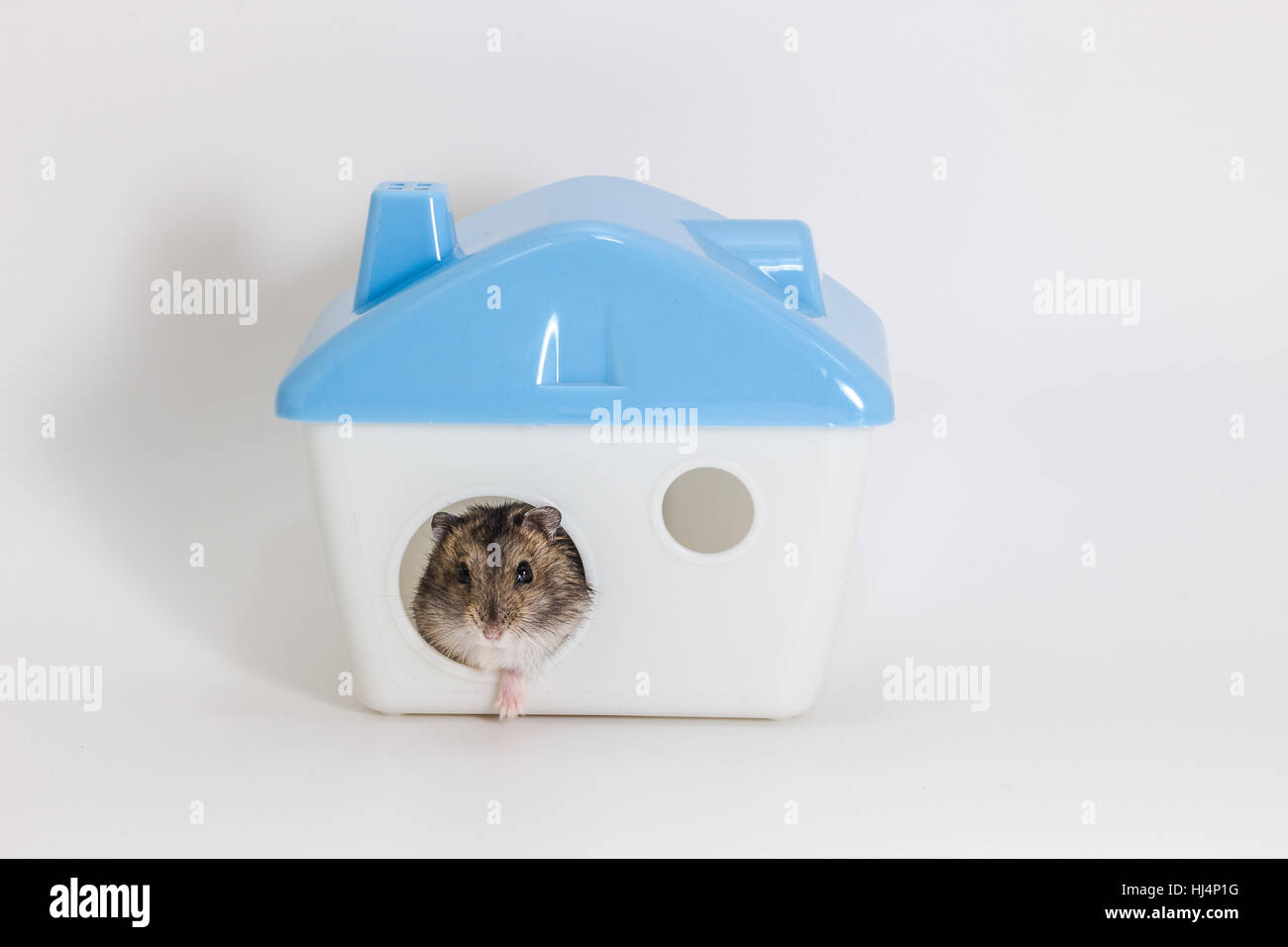 Little home hamster on hi-res stock photography and images - Alamy