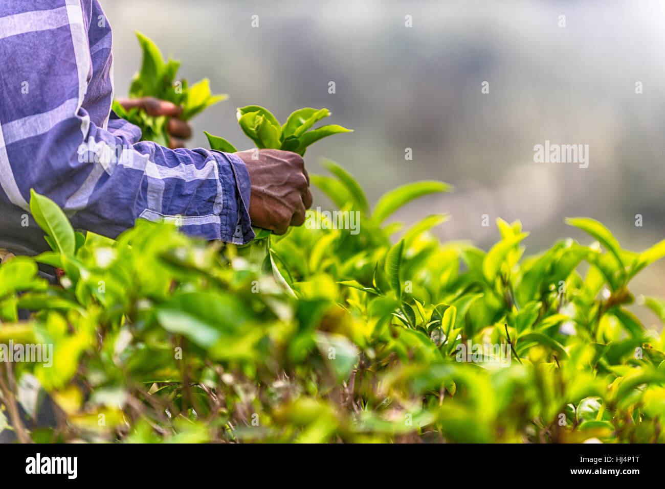 Sri Lanka: hands of tea collector holding tealeaves in plantation Stock ...