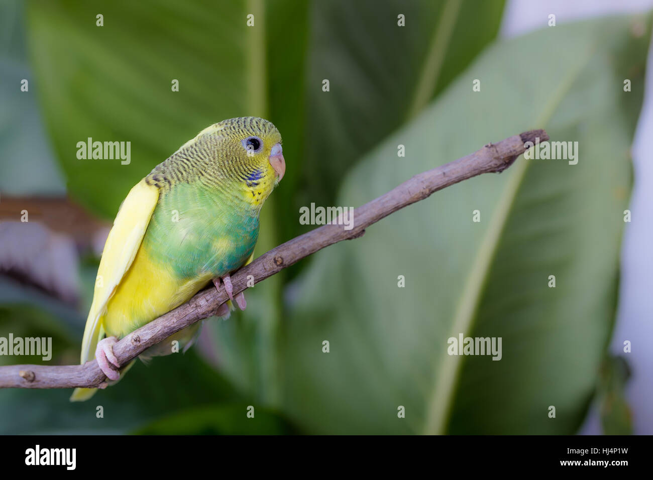 Little Cute Budgerigar on the branch Stock Photo - Alamy