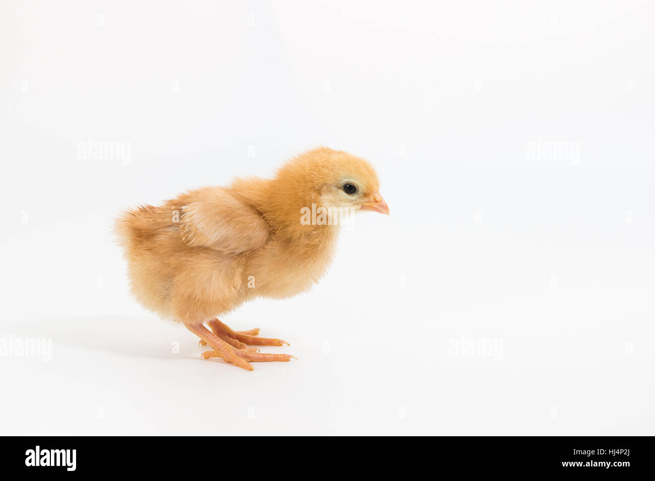 Chicken, Rhode Island Red Chick on white background Stock Photo - Alamy