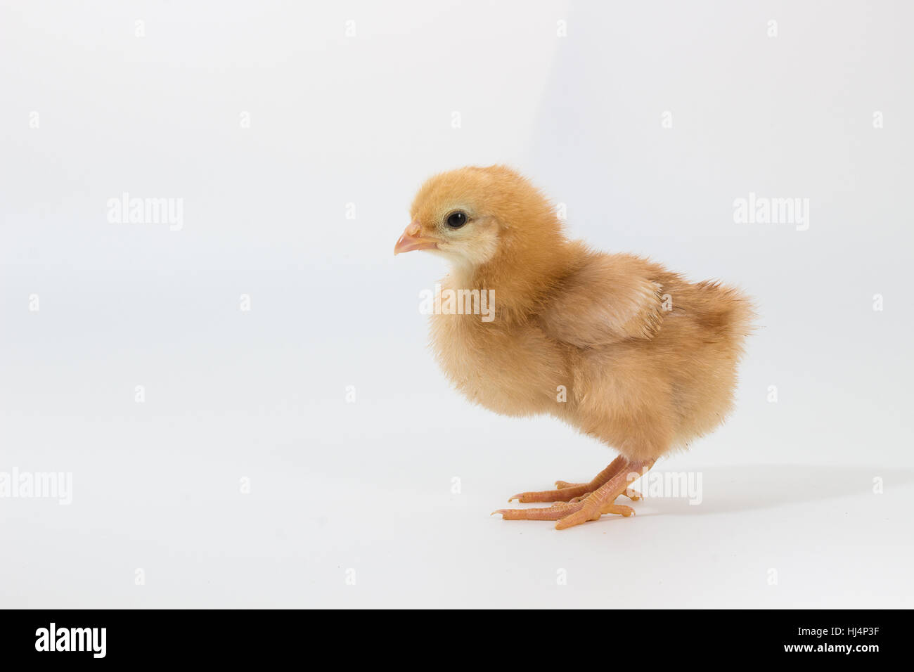 Rhode island red chick hi-res stock photography and images - Alamy
