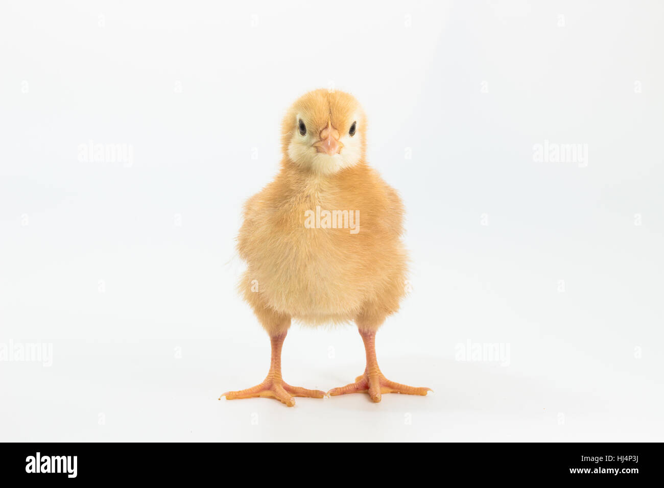 Chicken, Rhode Island Red Chick on white background Stock Photo - Alamy