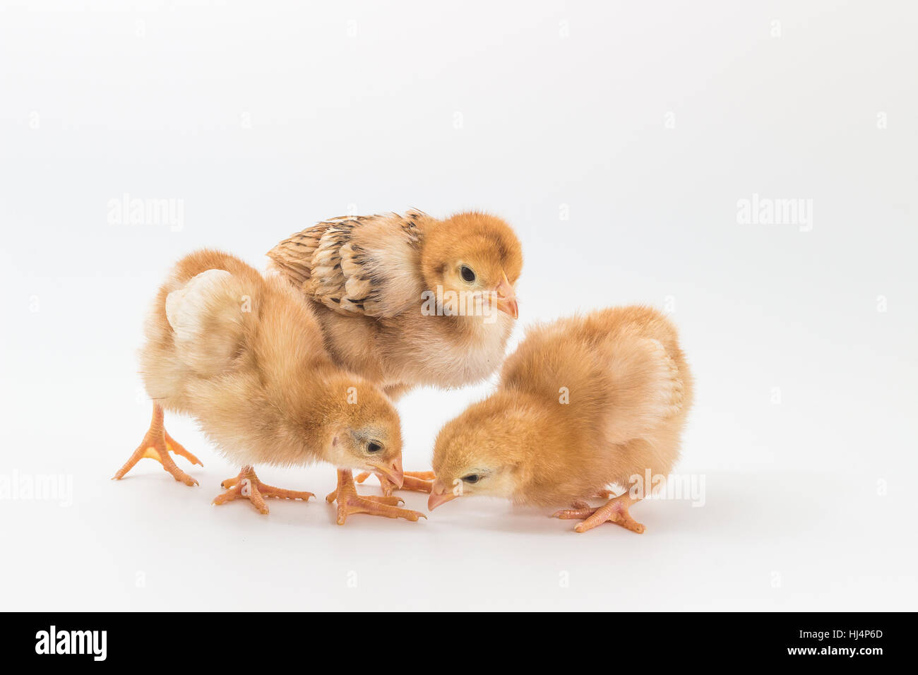 Chicken, Rhode Island Red Chick on white background Stock Photo - Alamy