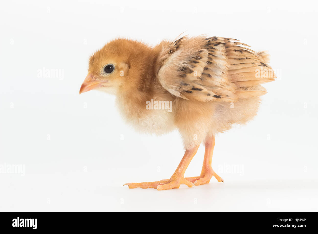 Chicken, Rhode Island Red Chick on white background Stock Photo - Alamy
