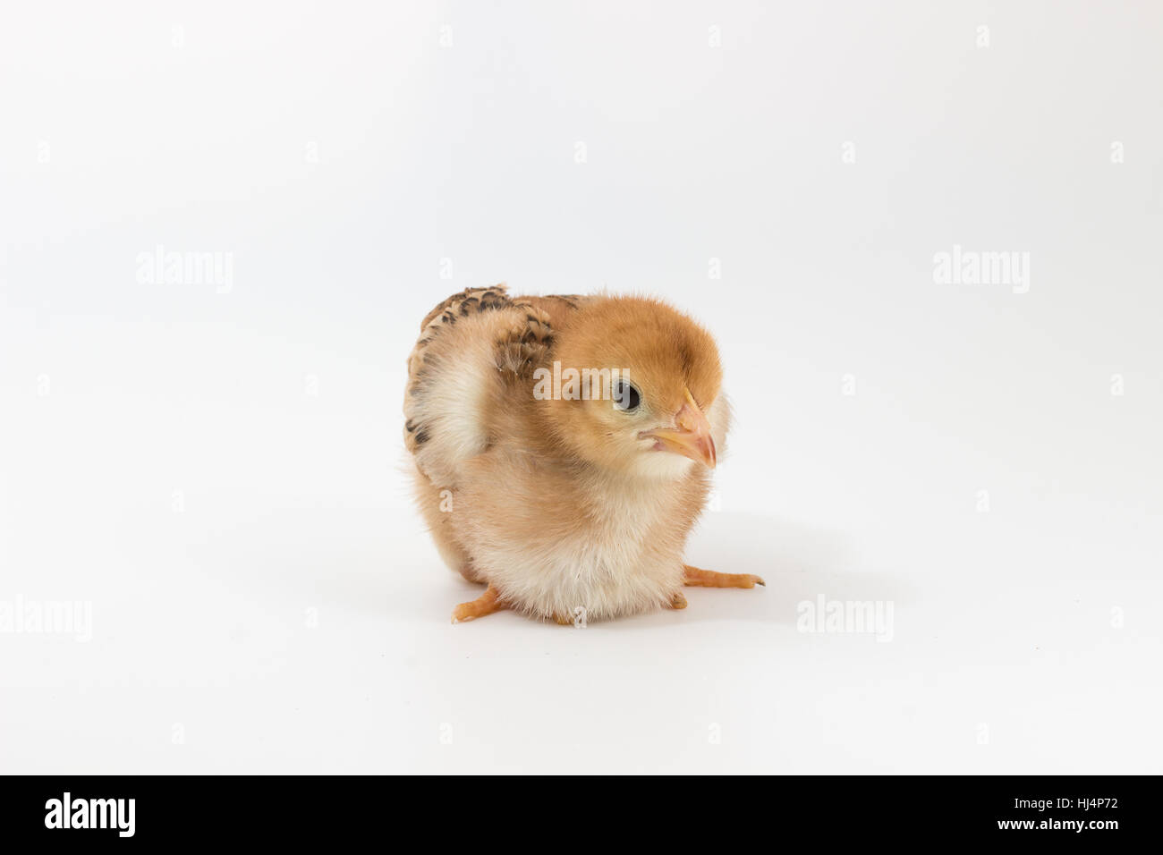 Rhode island red chick hi-res stock photography and images - Alamy