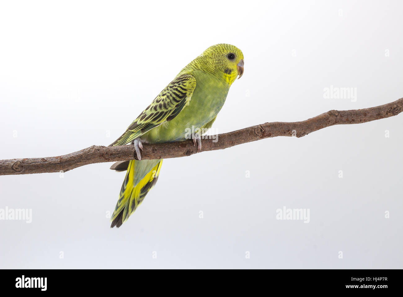 Budgarigar, Budgie Bird on branch on white background Stock Photo - Alamy