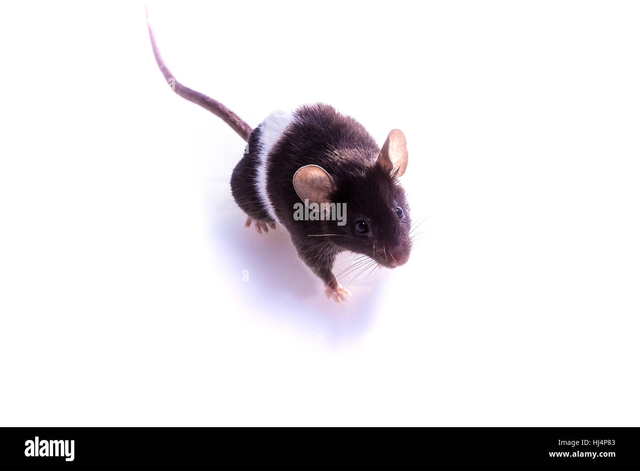 Brattleboro rat, Lab Rat on white background Stock Photo - Alamy