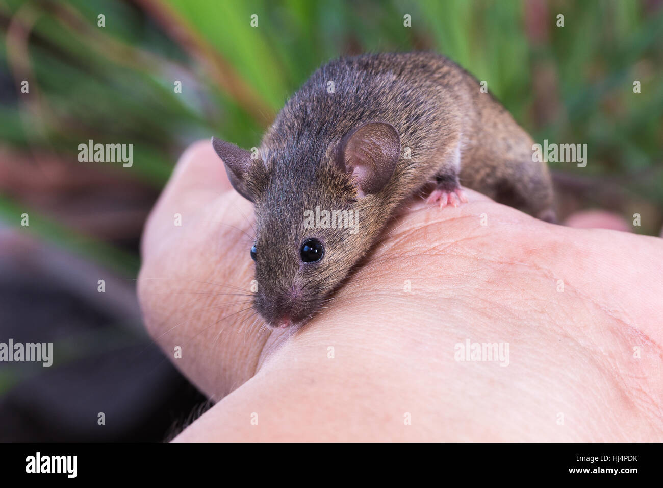 Brown mouse hi-res stock photography and images - Alamy