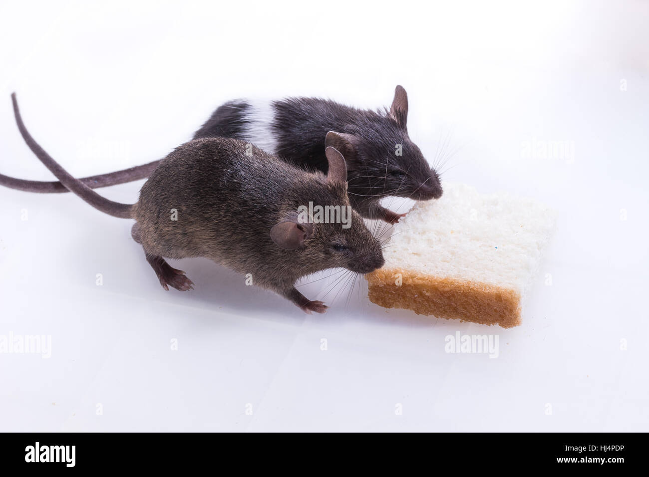 Brattleboro rat, Lab Rat on white background Stock Photo - Alamy