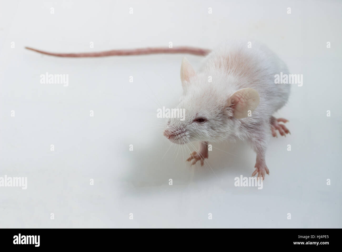 Brattleboro rat, Lab Rat on white background Stock Photo - Alamy