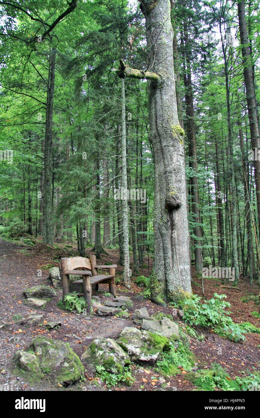 Sumava bohemian forest hi-res stock photography and images - Alamy