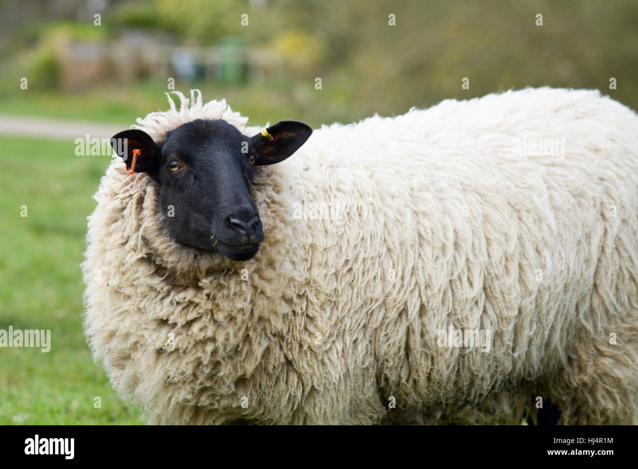 Black faced sheep ovis hi-res stock photography and images - Alamy
