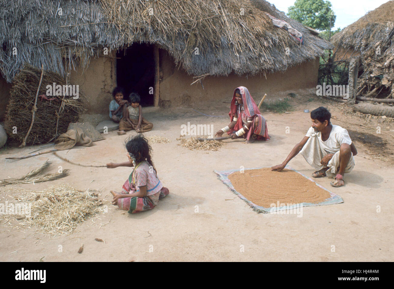 INDIA family thresh their crops of corn Stock Photo - Alamy