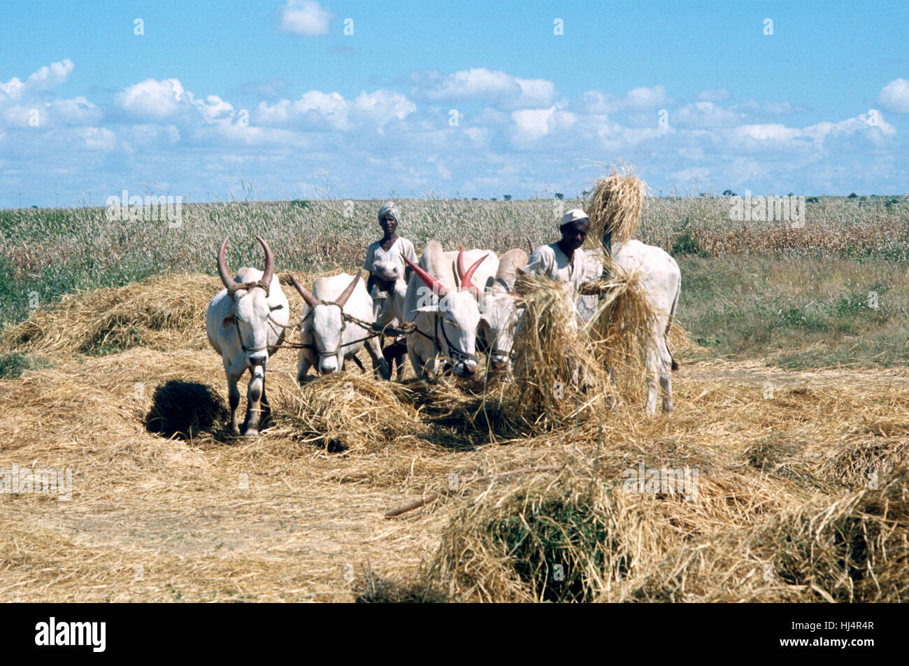 INDIA farm worker threshing the harvest on the fields with buffaloes ...