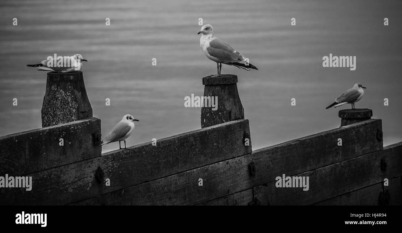 Seagulls perch on a sea wall in Whitstable, Kent Stock Photo - Alamy