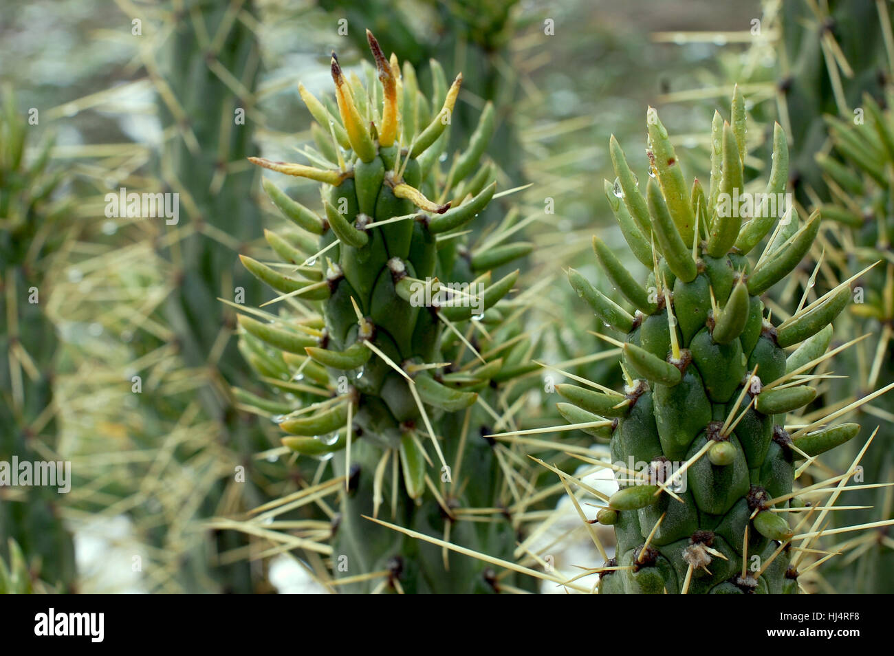 plants with nice color Stock Photo - Alamy