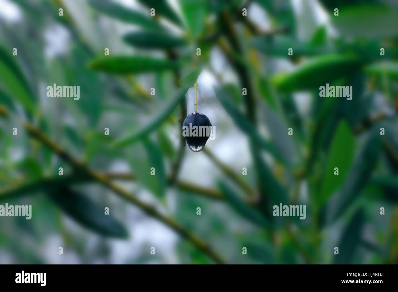 plants with nice color Stock Photo - Alamy