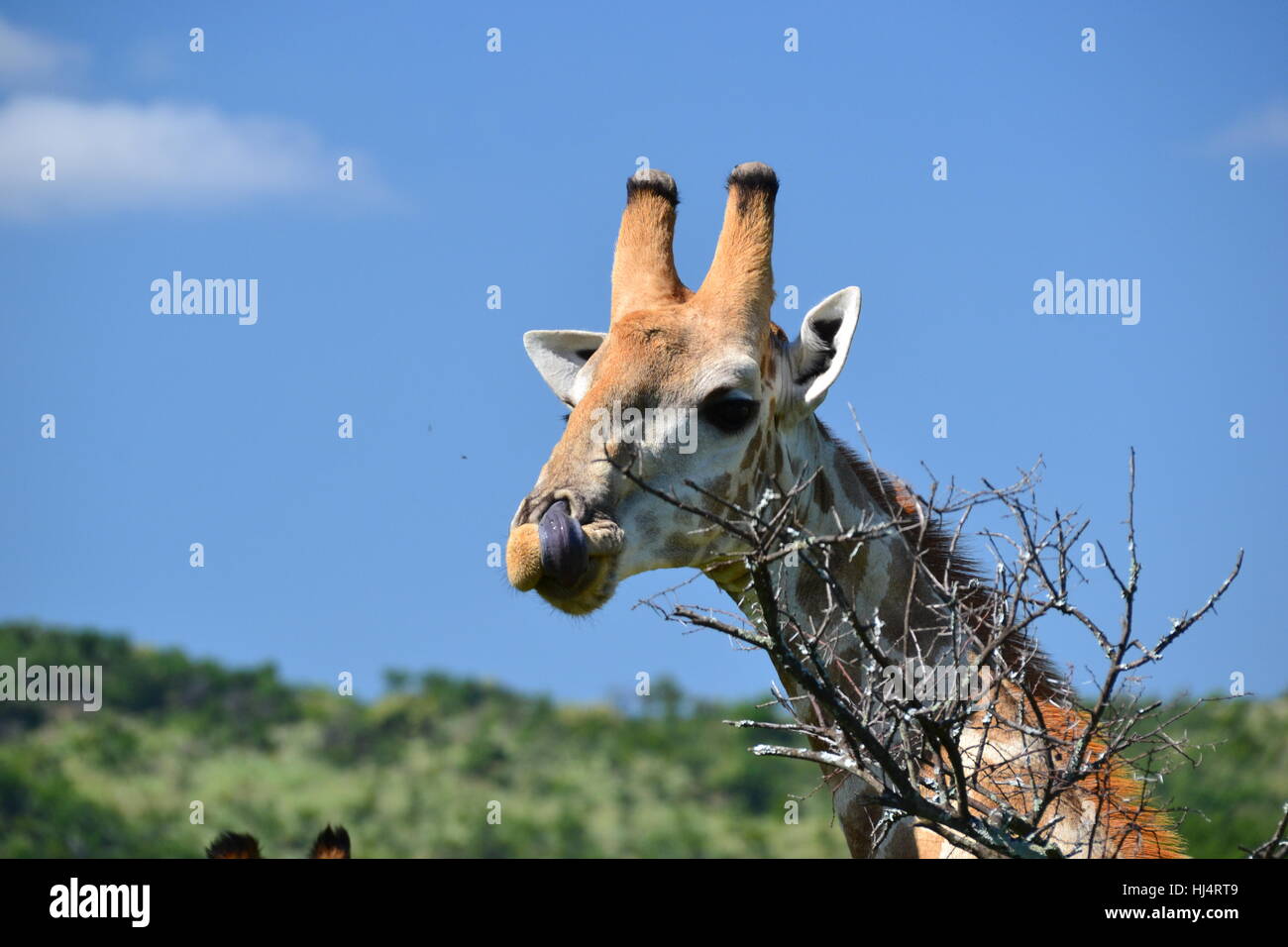 Species of giraffe hi-res stock photography and images - Alamy