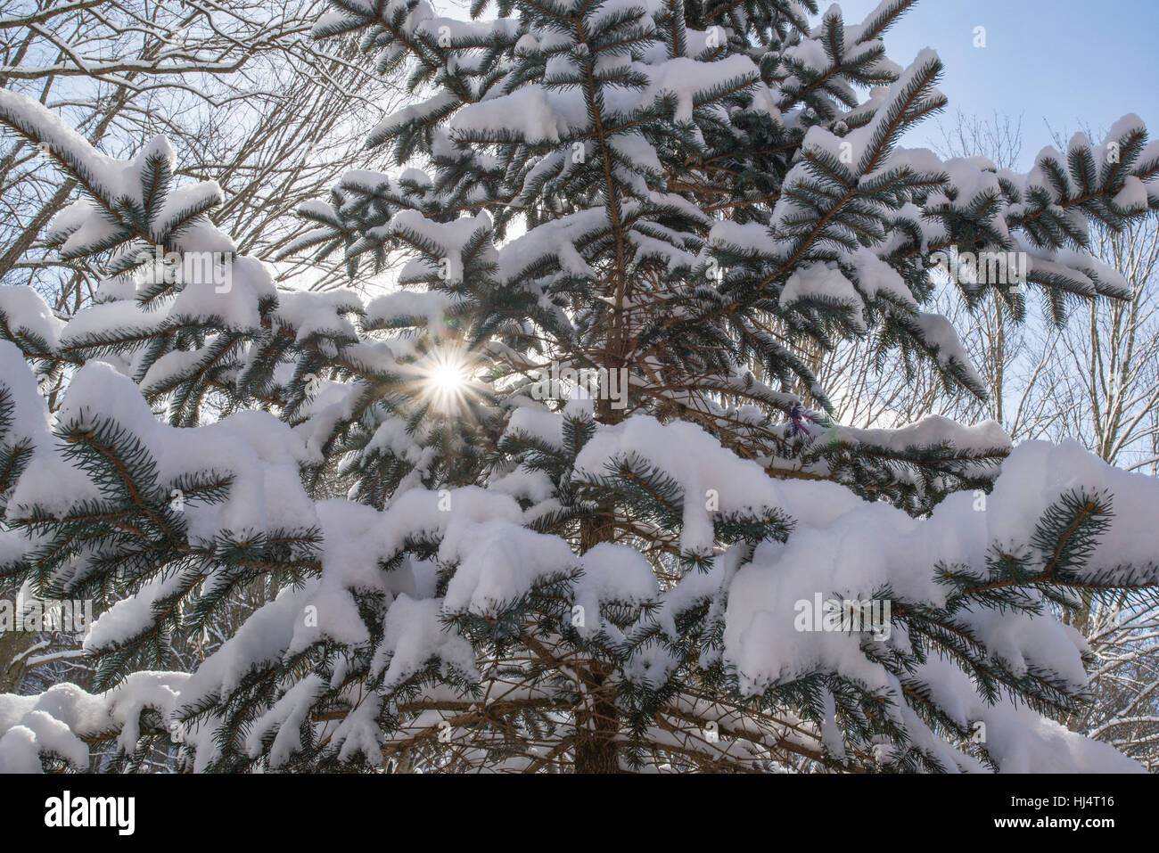Tree sun star hi-res stock photography and images - Alamy