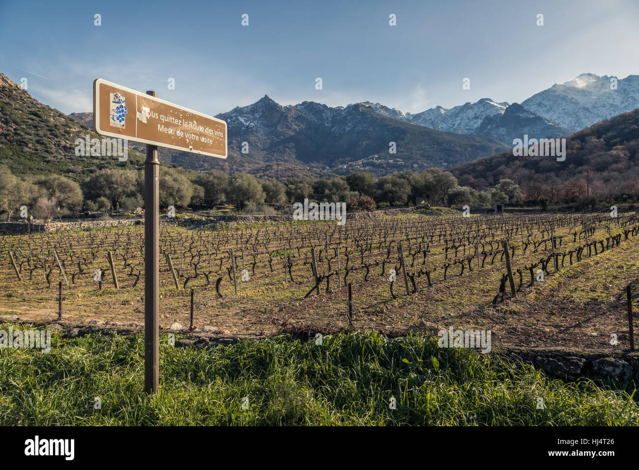 Route des vins road sign by rows of carefully pruned vines in a ...