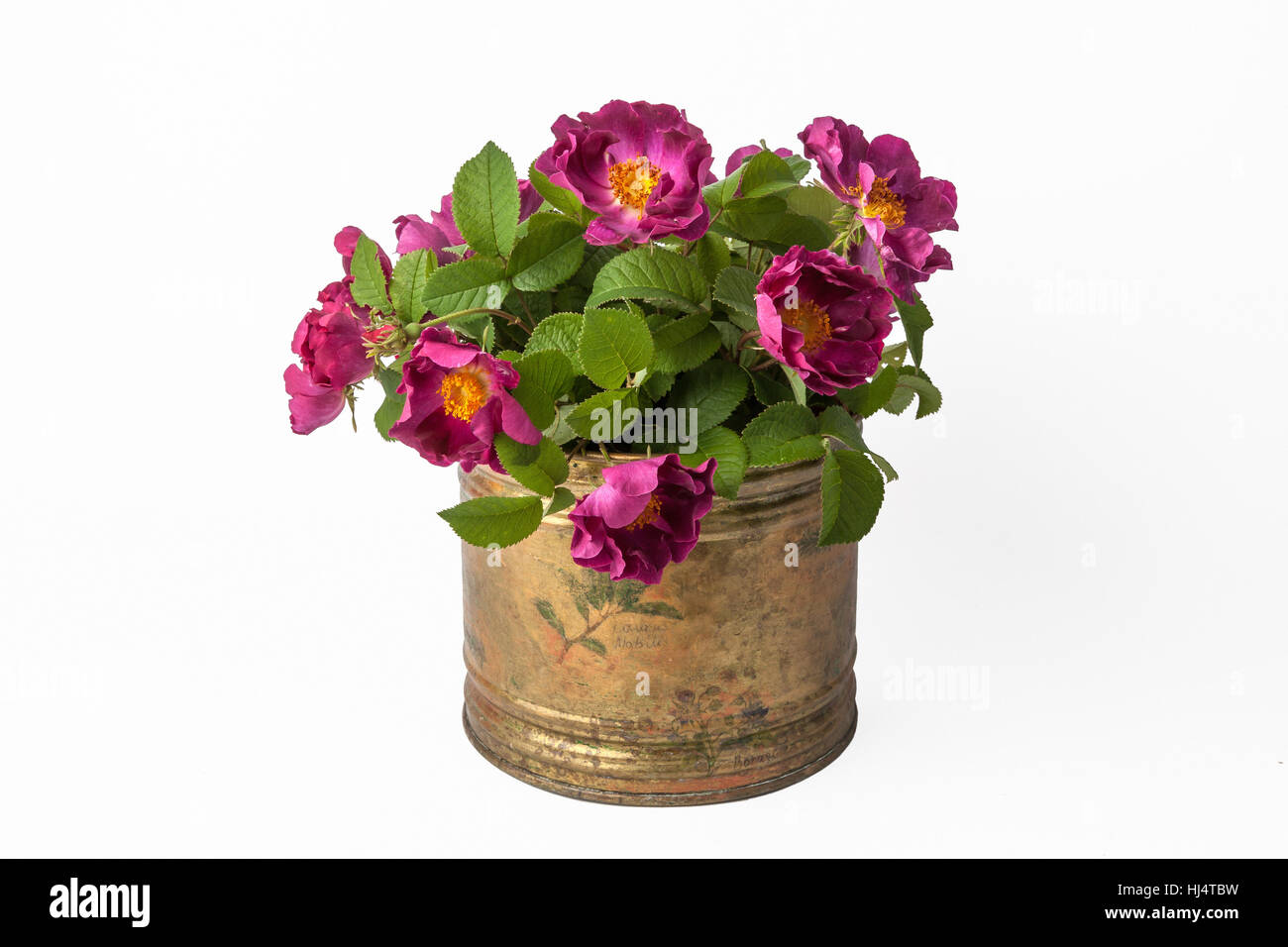 Bouquet of roses in a copper vintage vessel Stock Photo - Alamy