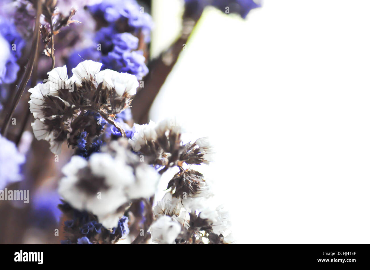 white and blue statice flower Stock Photo - Alamy