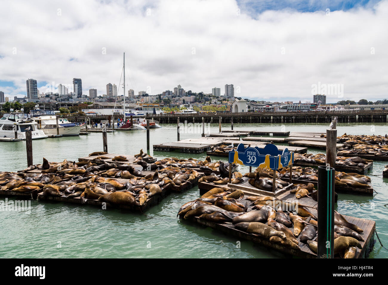 Crowds of seals and sea lions at Pier 39 in San Francisco Stock Photo ...