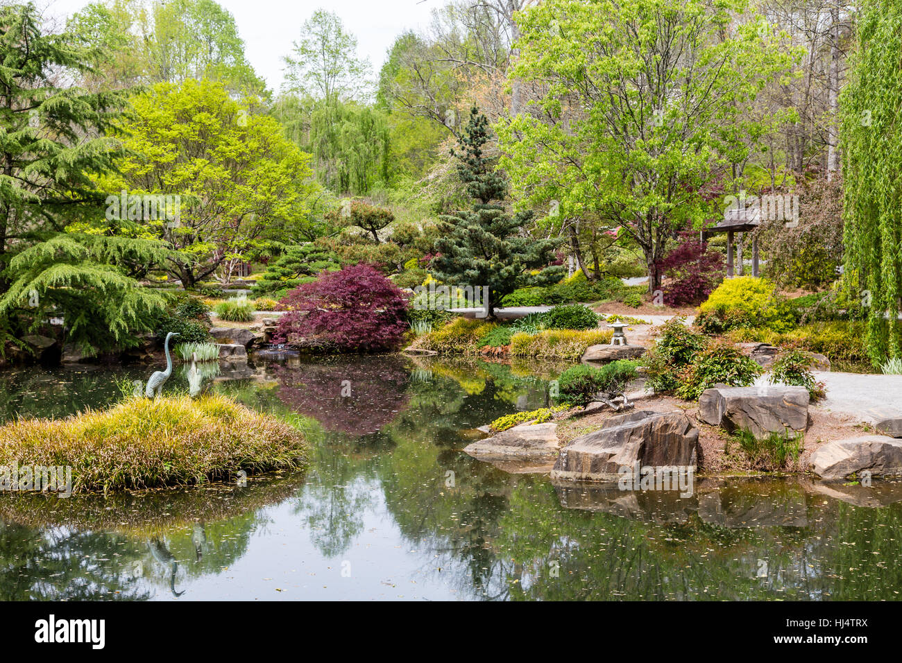 Red Maple Trees around lake in Japanese Garden Stock Photo - Alamy