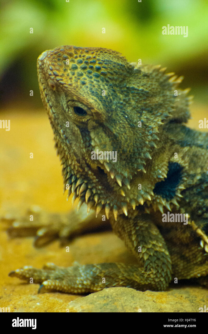 Pogona images hi-res stock photography and images - Alamy