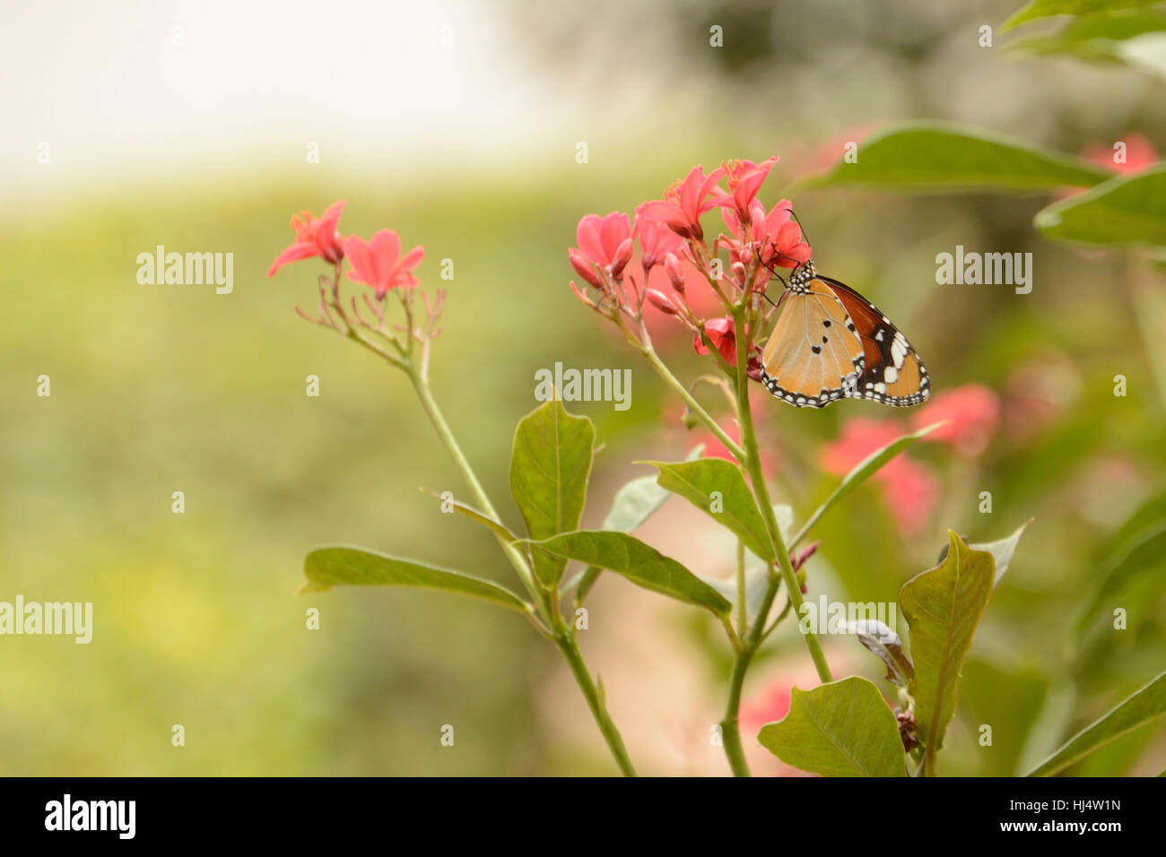 Plain Tiger African Monarch Butterfly High Resolution Stock Photography ...