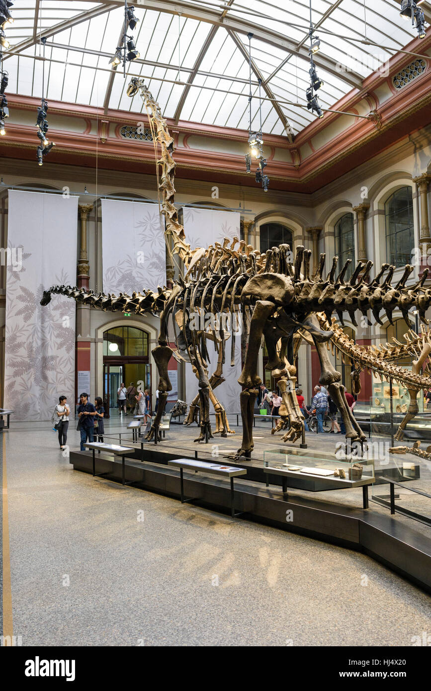 Natural History Museum Diplodocus Skeleton Stock Photos & Natural ...